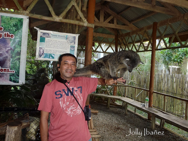Palawan Bear Cat (Binturong) | Project Noah