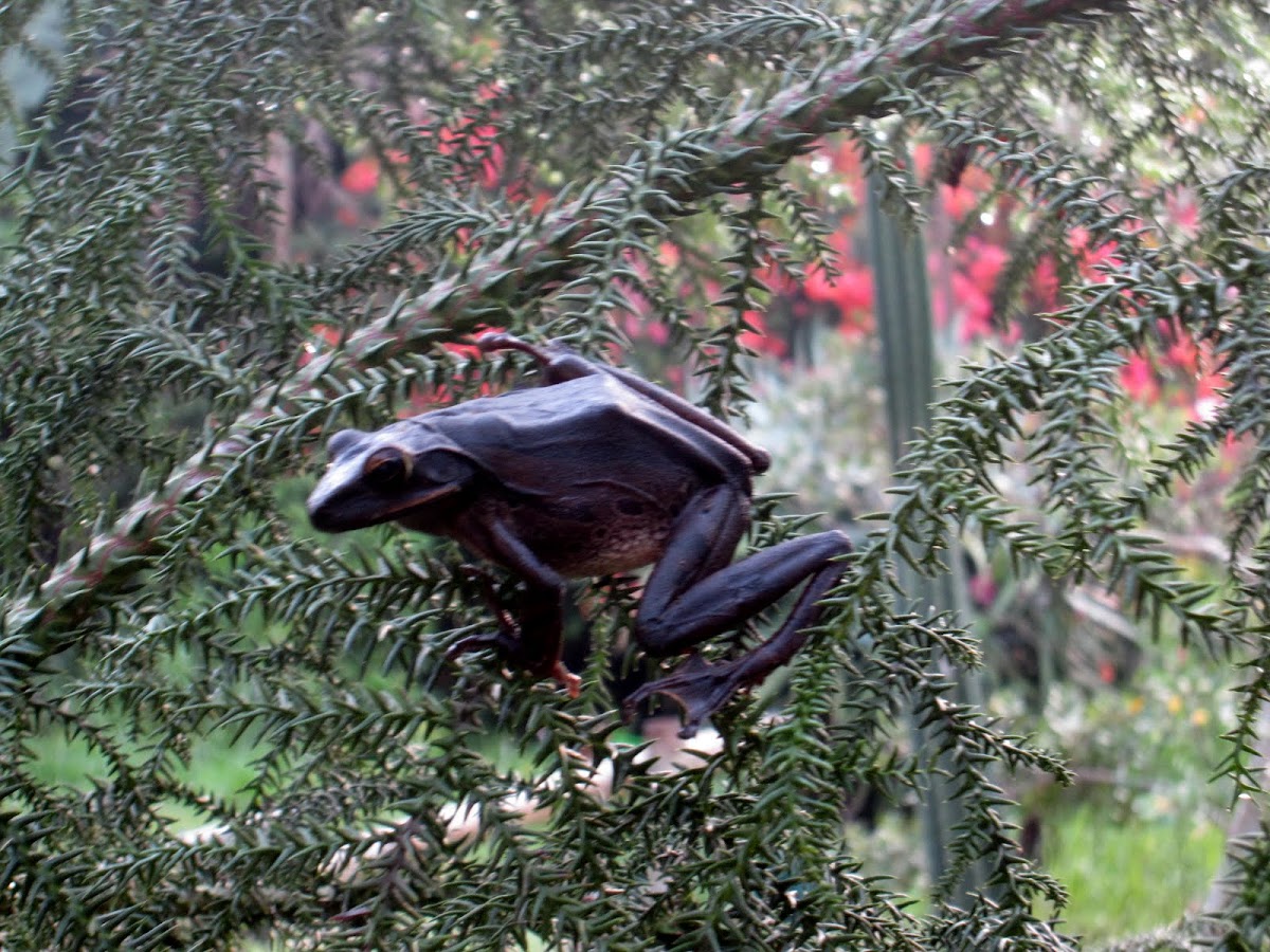 Tree Frog(Rhacophorus Rizali) | Project Noah
