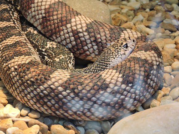 Florida pine snake | Project Noah