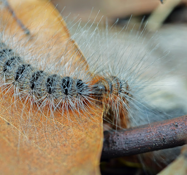 Processionary Caterpillar (Bag-shelter moth) | Project Noah