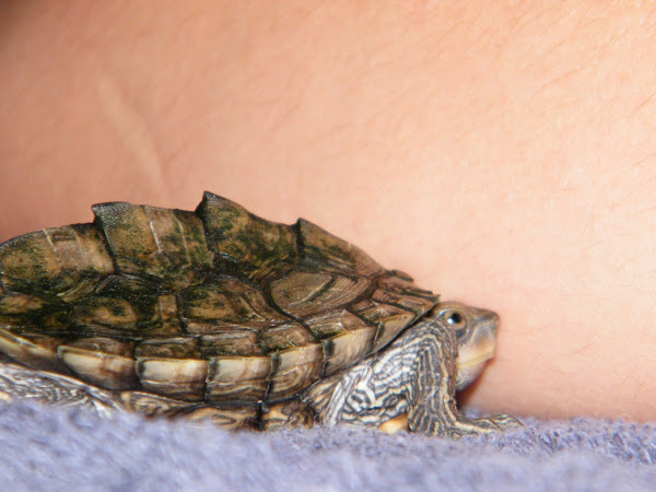 Barbour's Map Turtle | Project Noah