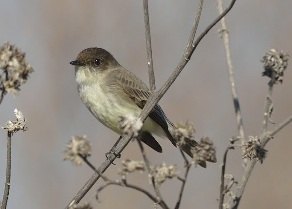 Eastern phoebe | Project Noah
