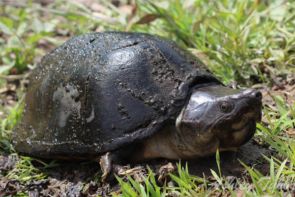 Razorback Musk Turtle | Project Noah