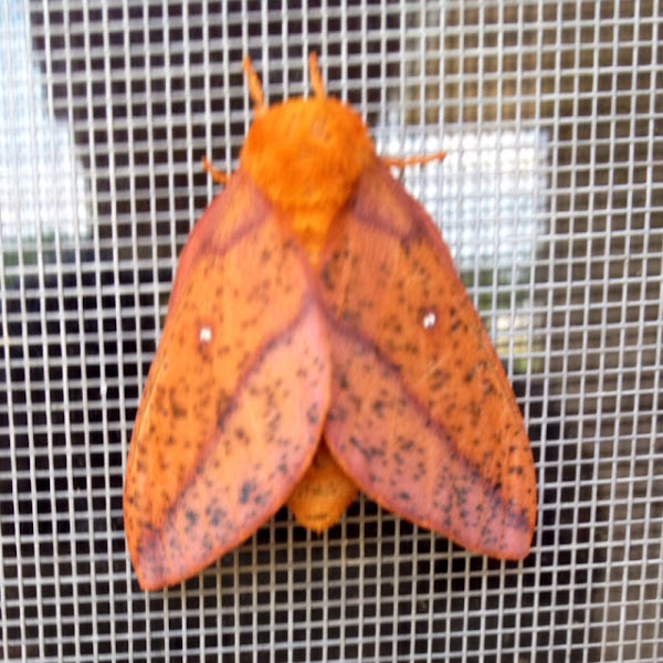 Spiny Oakworm Moth | Project Noah