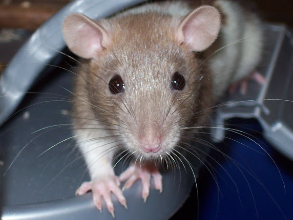domesticated brown rat | Project Noah