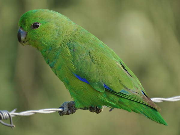 Blue-winged Parrotlet | Project Noah
