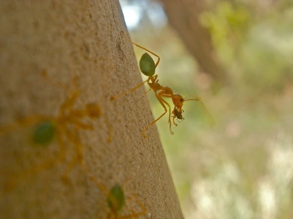 Green Weaver Ant | Project Noah