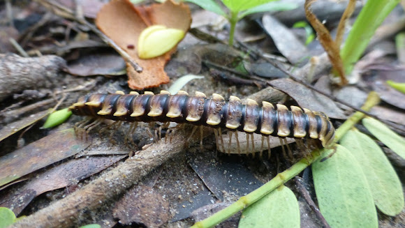 Armoured Millipede | Project Noah