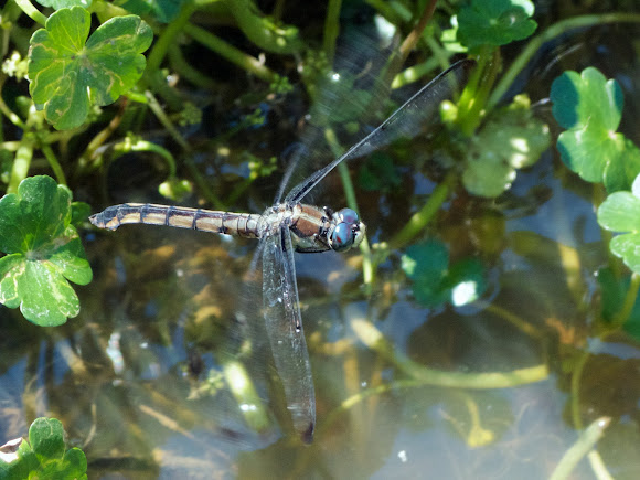 Great Blue Skimmer dragonfly (female, oviposition, in flight) | Project ...