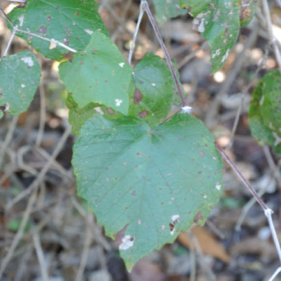 Mustang Grape | Project Noah