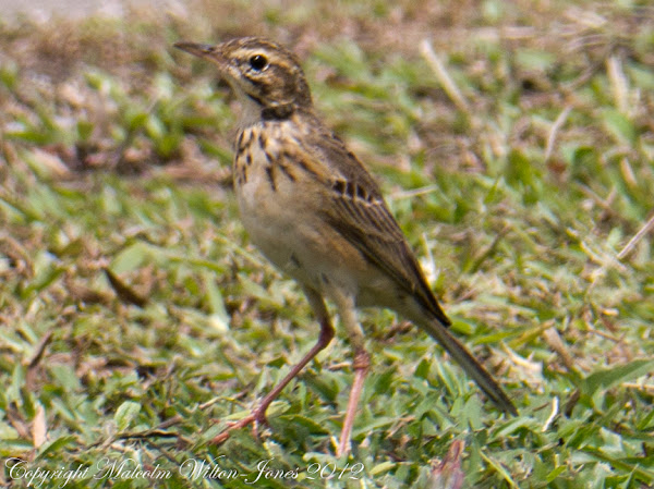 Richard's Pipit | Project Noah