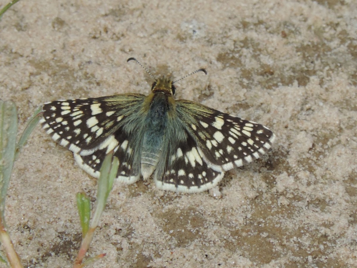 White Checkered-Skipper | Project Noah