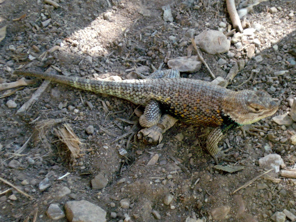 Desert spiny lizard | Project Noah