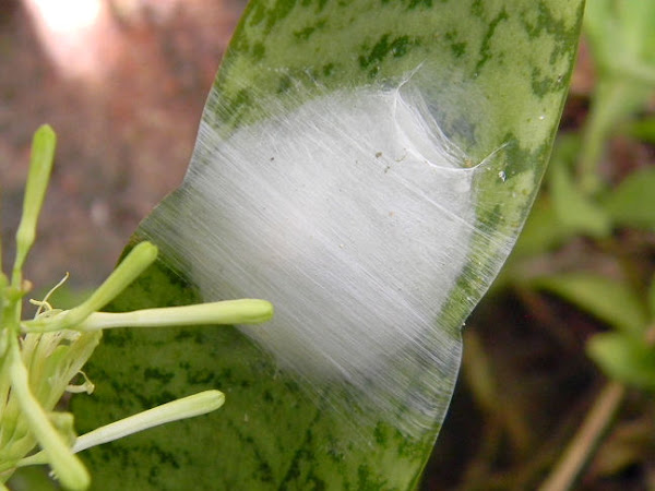 reproductive web of jumping spider | Project Noah