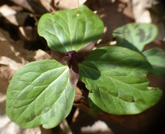 Stinking Benjamin | Project Noah