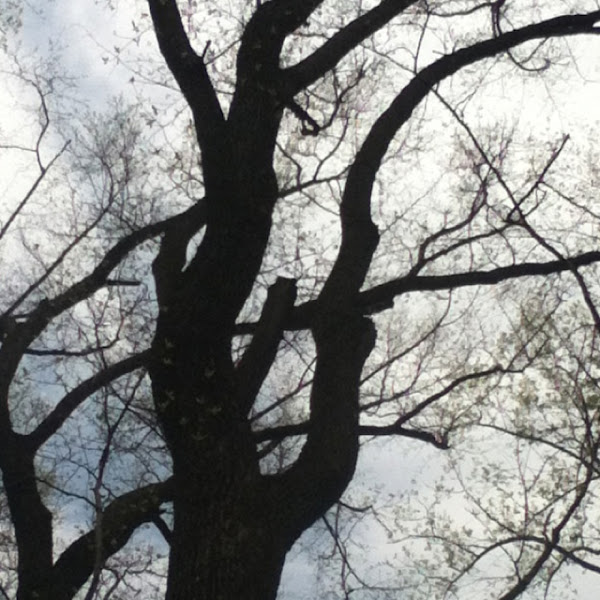 Black Gum | Project Noah