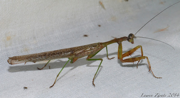 Mantid | Project Noah