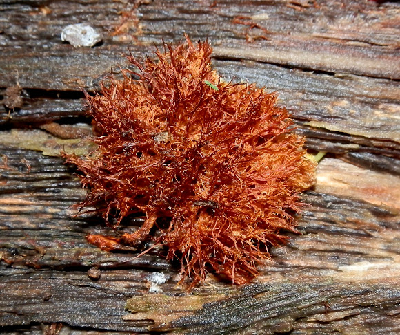 Orange-mat Coprinus | Project Noah