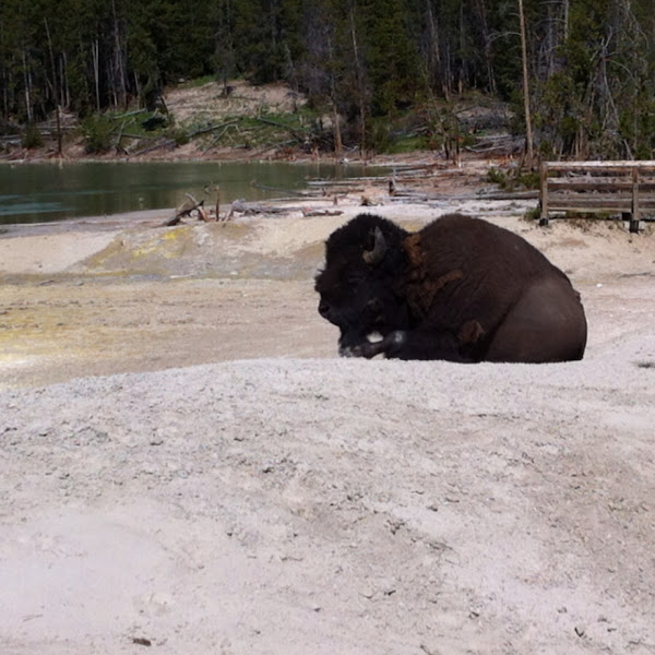 Bison | Project Noah