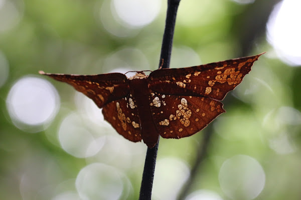 Thyredid Moth | Project Noah