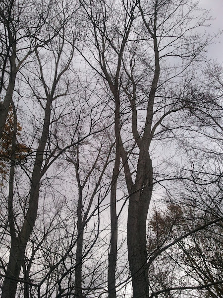 Silver Maple | Project Noah