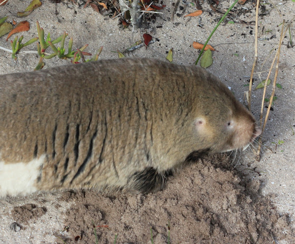 Cape dune mole-rat | Project Noah