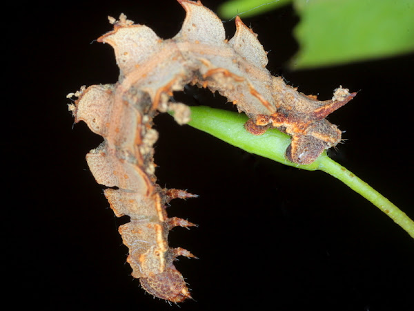 Geometridae larva | Project Noah