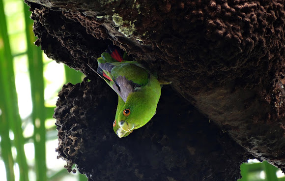 Brown-backed Parrotlet | Project Noah