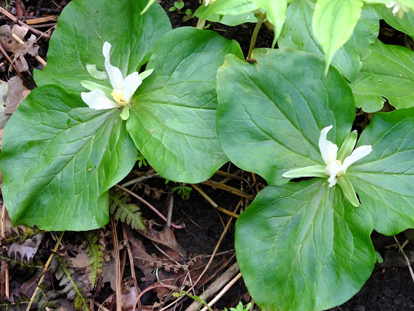small flowered trillium | Project Noah