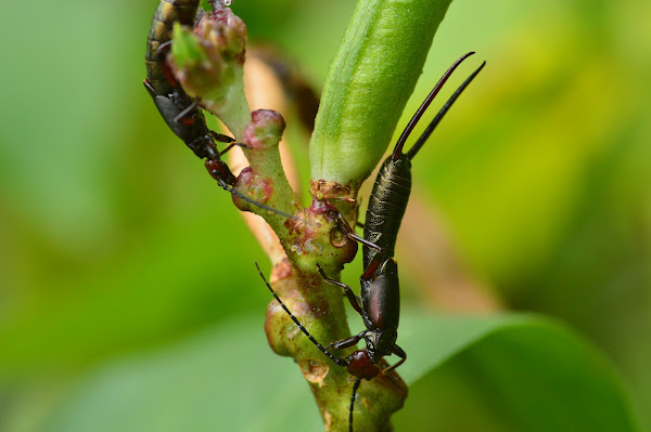 European earwig (Common earwing) | Project Noah