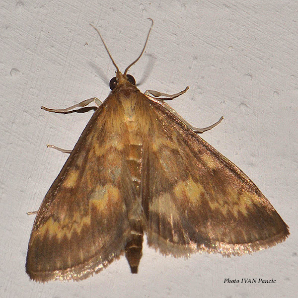 The European corn worm | Project Noah