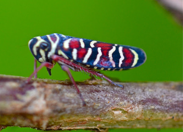 Plant Tree Hopper/Sharpshooter | Project Noah