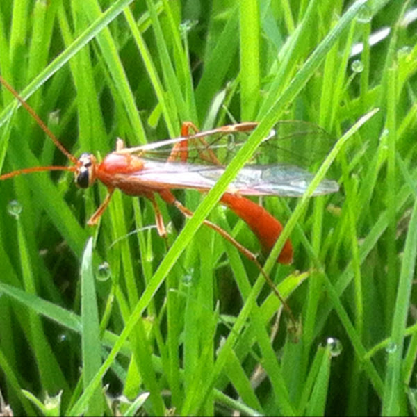 Yellow Ophion ichneumon wasp | Project Noah