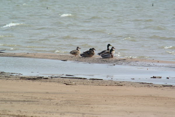 Mallard Ducks | Project Noah