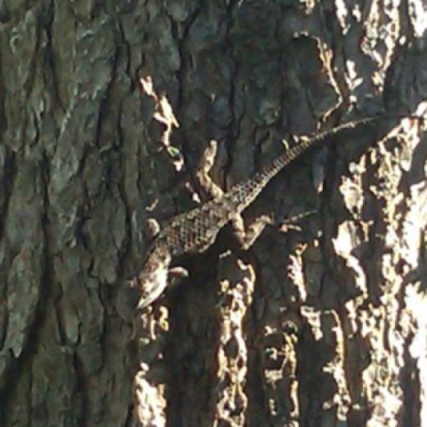 Texas Spiny Lizard | Project Noah