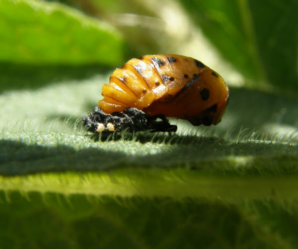 Pupa of seven-spot ladybird | Project Noah