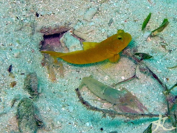 Yellow Shrimp-goby | Project Noah