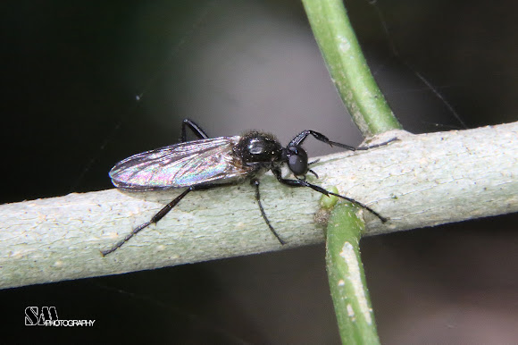 Bibionid fly | Project Noah