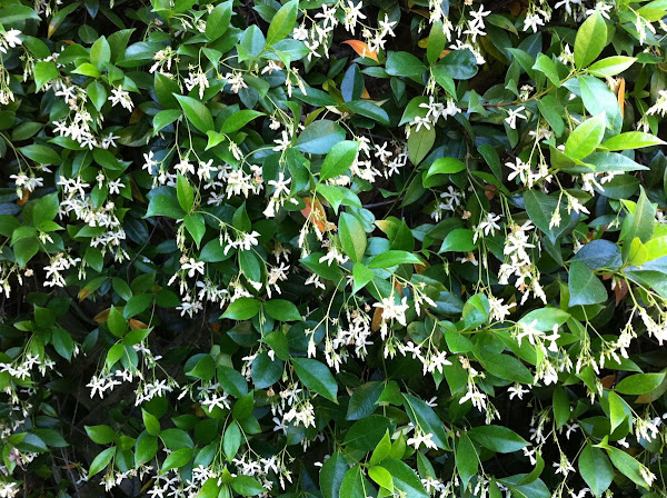 Jasmine | Project Noah