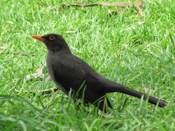 Great Thrush / Mirla de páramo | Project Noah
