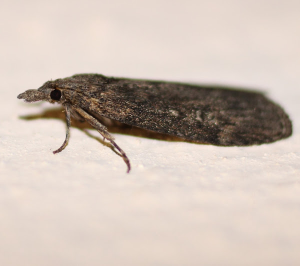 Lamoria sp. | Project Noah