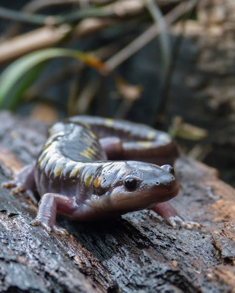 Spotted salamander (male) | Project Noah