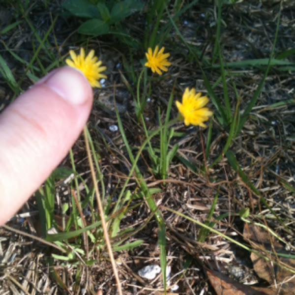 False Dandelion | Project Noah