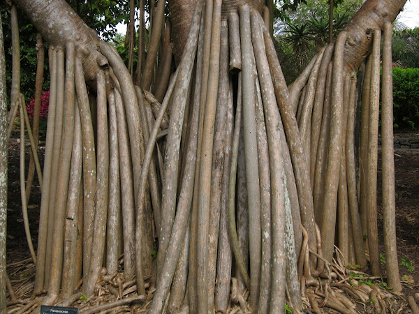 Pandanus Palm (aka Screw Palm) | Project Noah