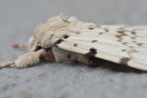 Gypsy Moth | Project Noah