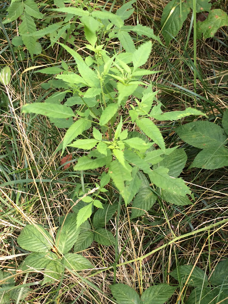 Blackberry | Project Noah