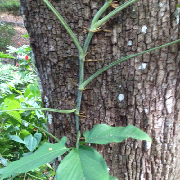 arrowhead vine | Project Noah