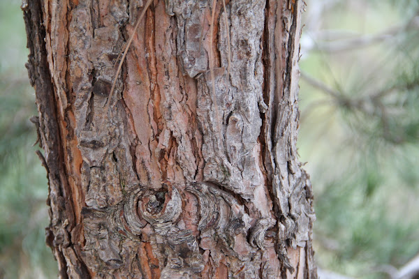 Turkish Pine | Project Noah