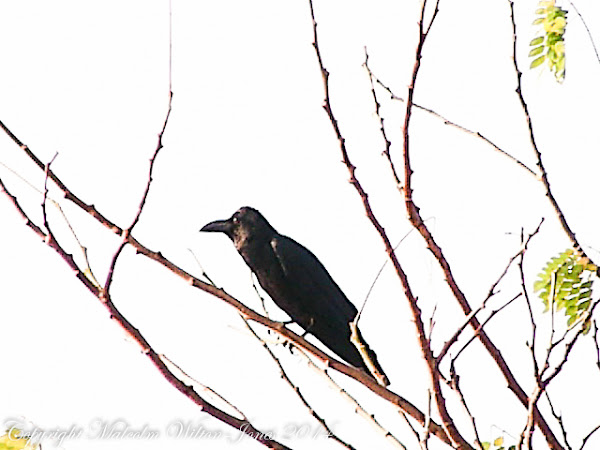 Large-billed Crow | Project Noah