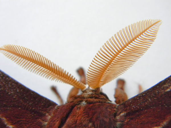 Hercules moth | Project Noah